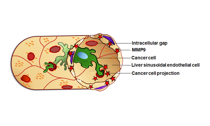 Mechanism used by metastatic cancer cells to | EurekAlert!