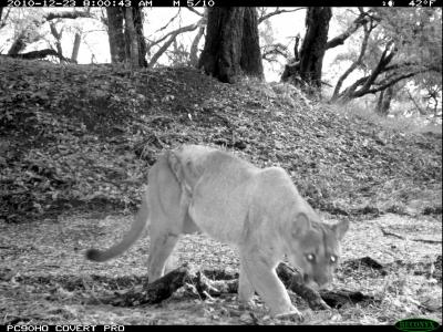 Puma Captured on Camera [IMAGE] | EurekAlert! Science News Releases
