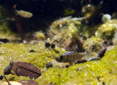 Fast-Evolving Fish Support "Early Burst" Mode | EurekAlert!