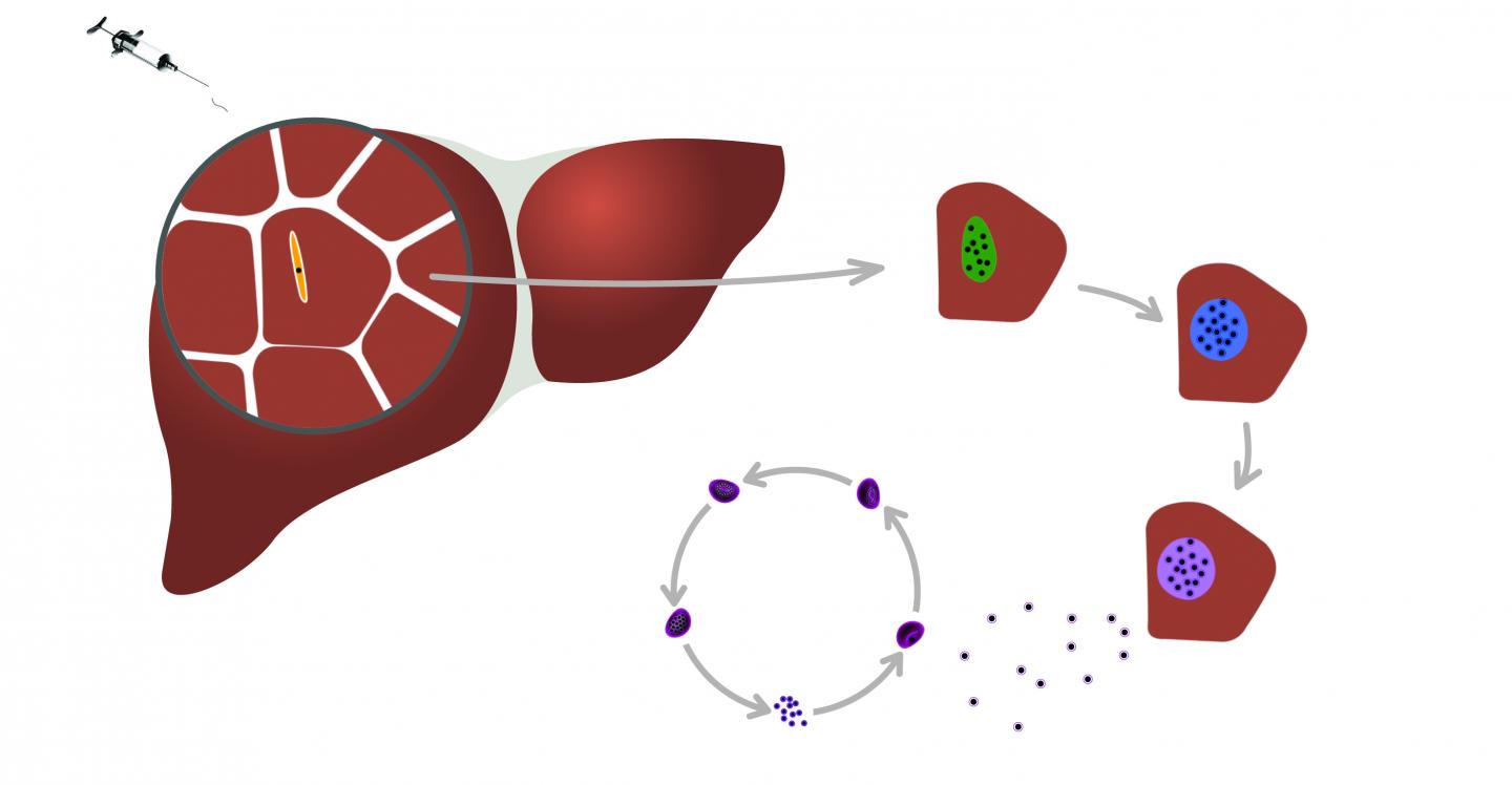 Parasite Strain-Specific Factors Determine Ma | EurekAlert!