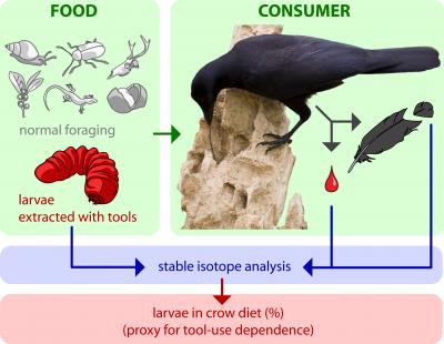 Tools Give Crafty Crows a Nutritional Advanta | EurekAlert!