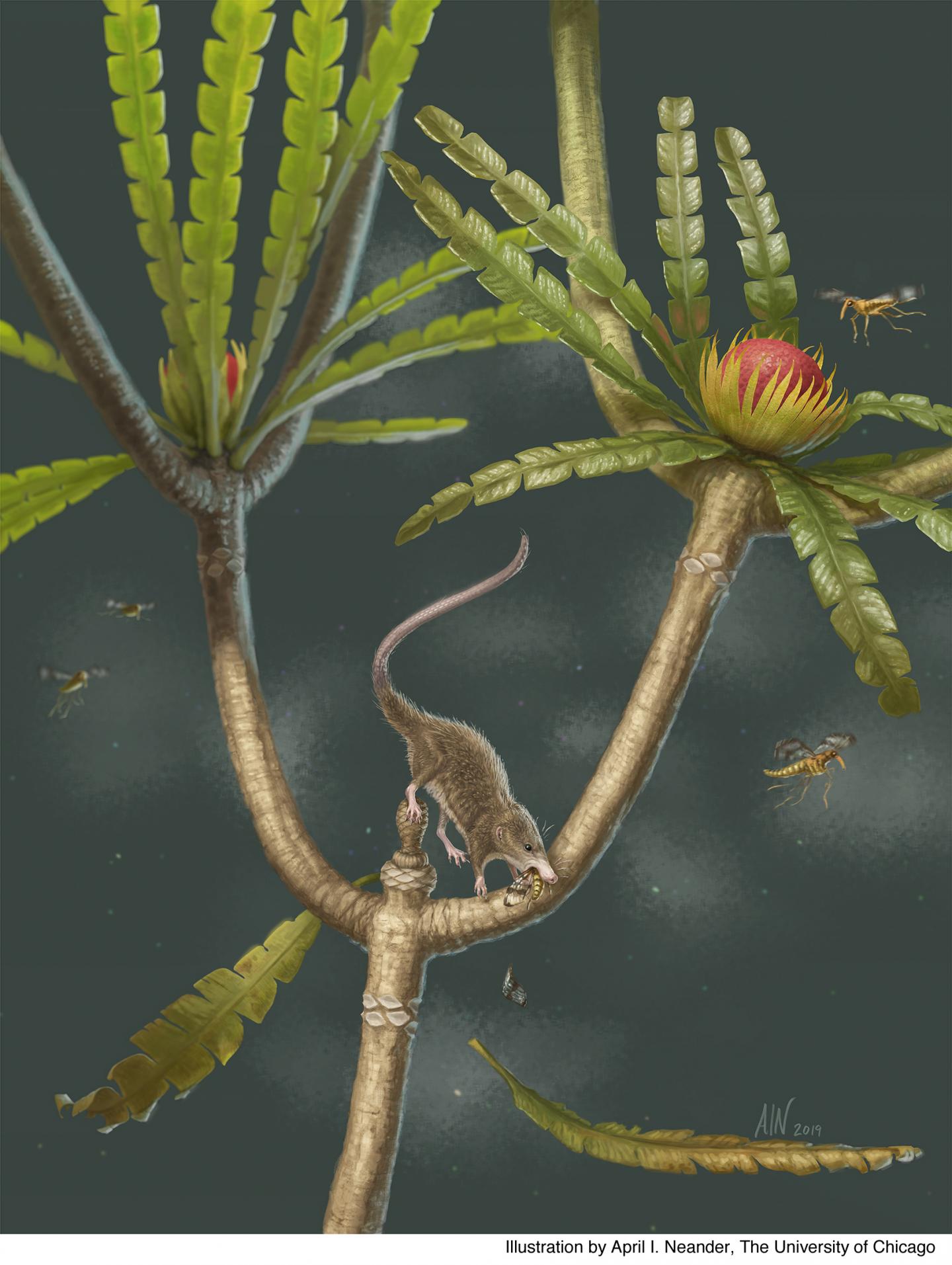 Early Mammal Fossil Reveals the Evolutionary | EurekAlert!