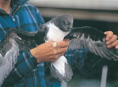 Chatham Island Taiko [IMAGE] | EurekAlert! Science News Releases
