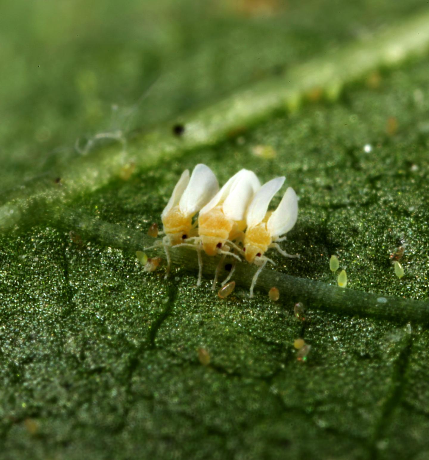 The Whitefly, Bemisia taba [IMAGE] | EurekAlert! Science News Releases