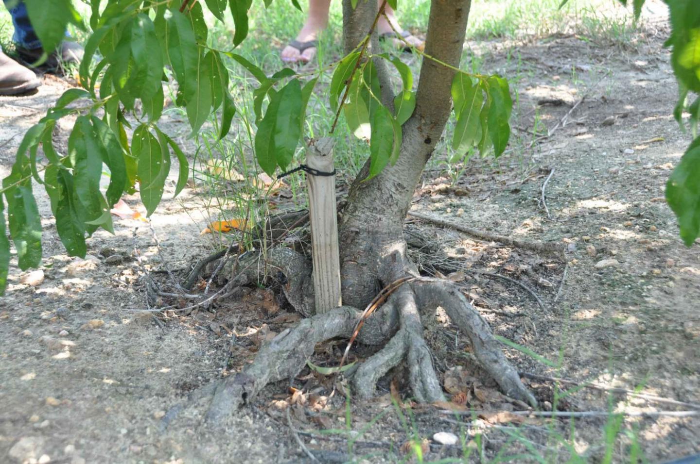 Peach Tree In Engineered Berm [IMAGE] | EurekAlert! Science News Releases
