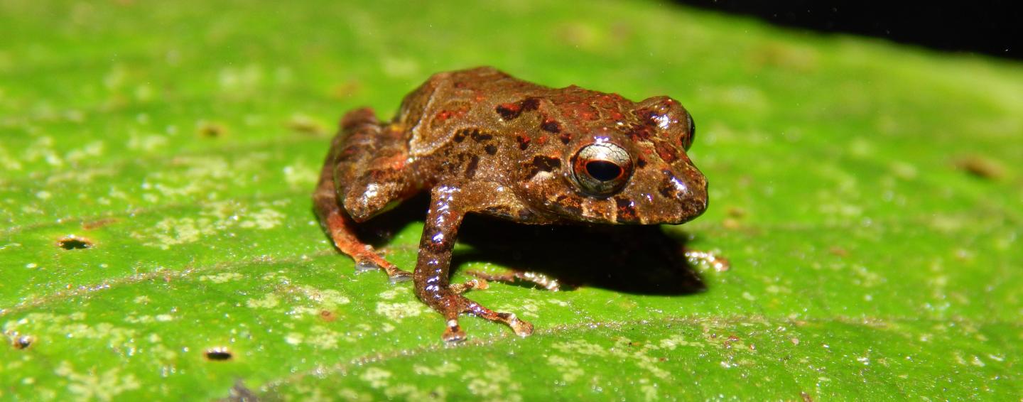 Potential New Species of Pristimantis Rain Fr | EurekAlert!