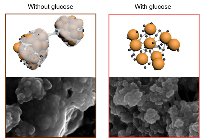 Role of glucose [IMAGE] | EurekAlert! Science News Releases