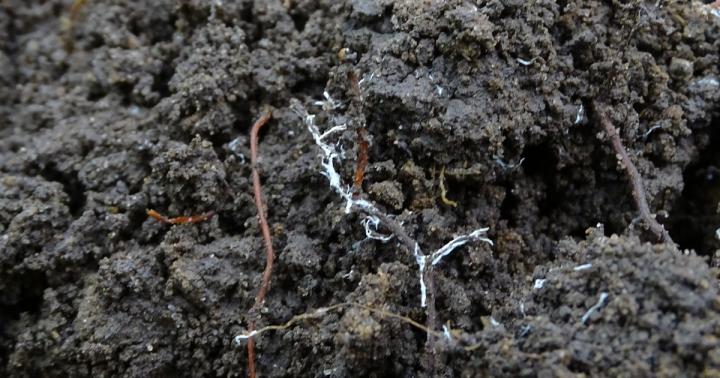 Hyphae [IMAGE] | EurekAlert! Science News Releases