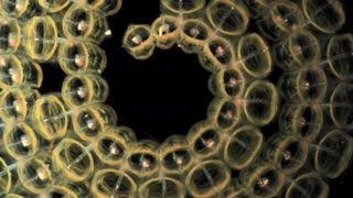 The jellyfish-like salp: Most efficient filte | EurekAlert!