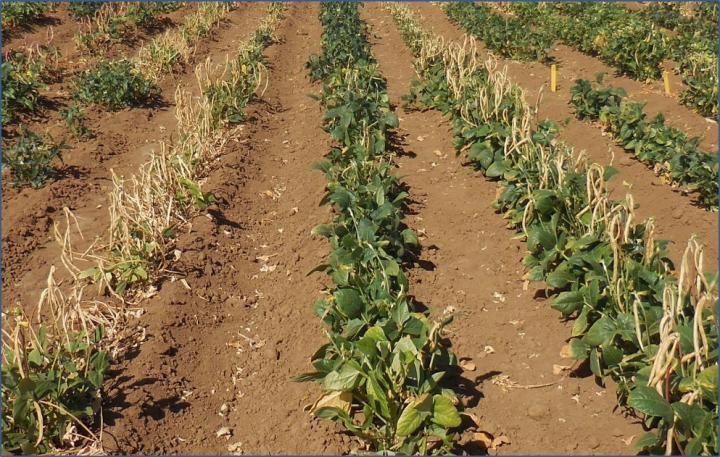 Cowpea Test Field [IMAGE] | EurekAlert! Science News Releases