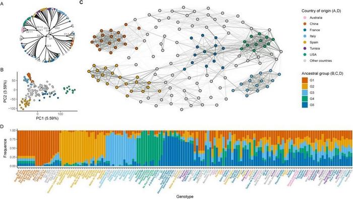 Unveiling Almonds Genetic Tapestry Integrat Eurekalert