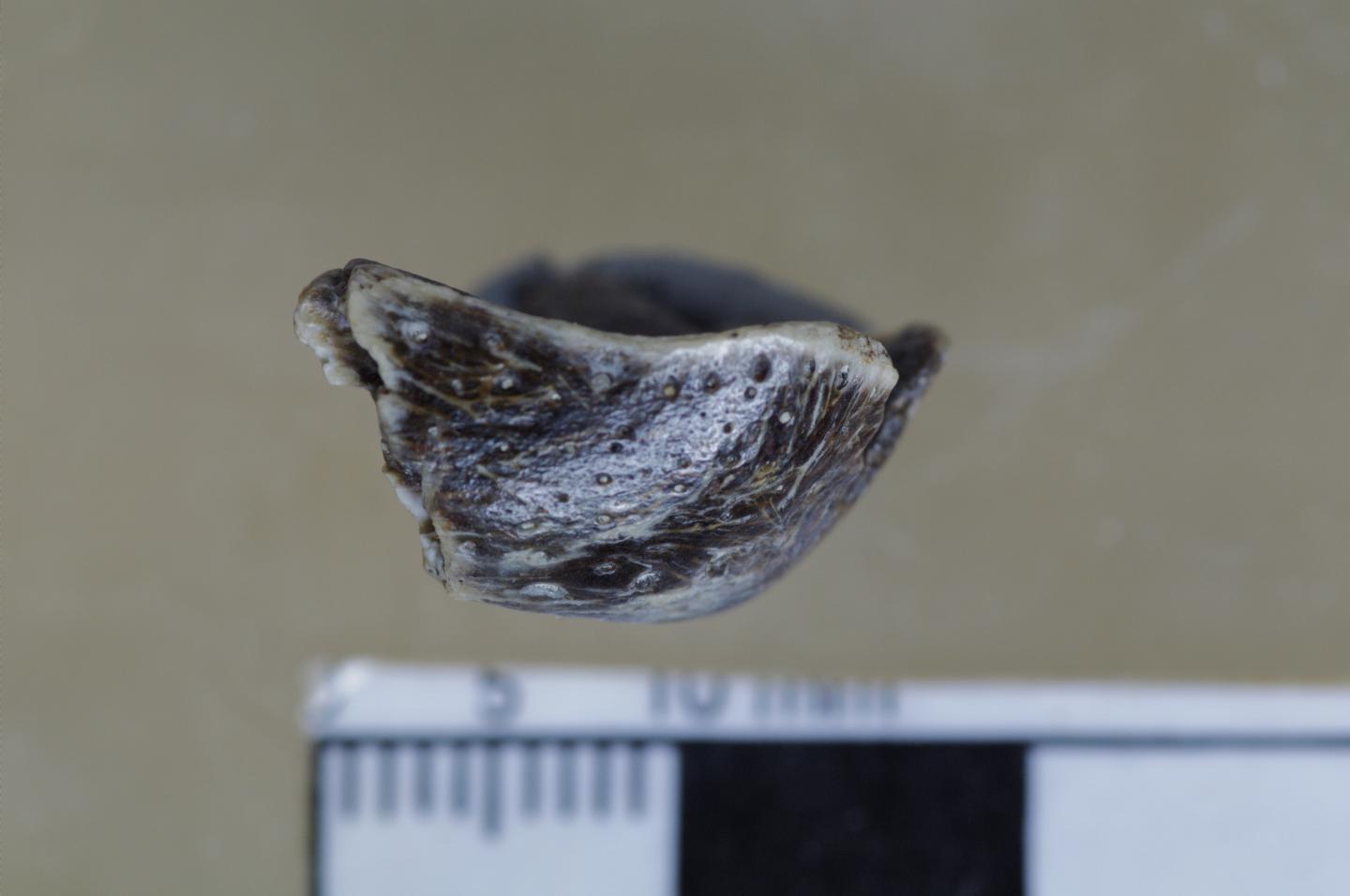 Vestigial Bony Tooth Sockets o [IMAGE] | EurekAlert! Science News Releases