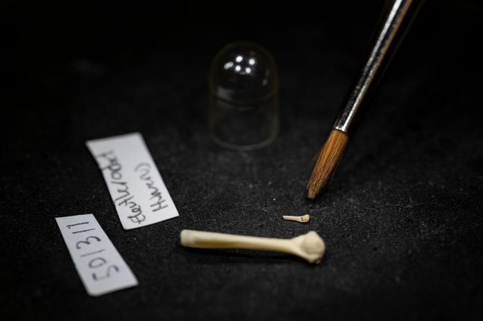 Image 2 [IMAGE] | EurekAlert! Science News Releases