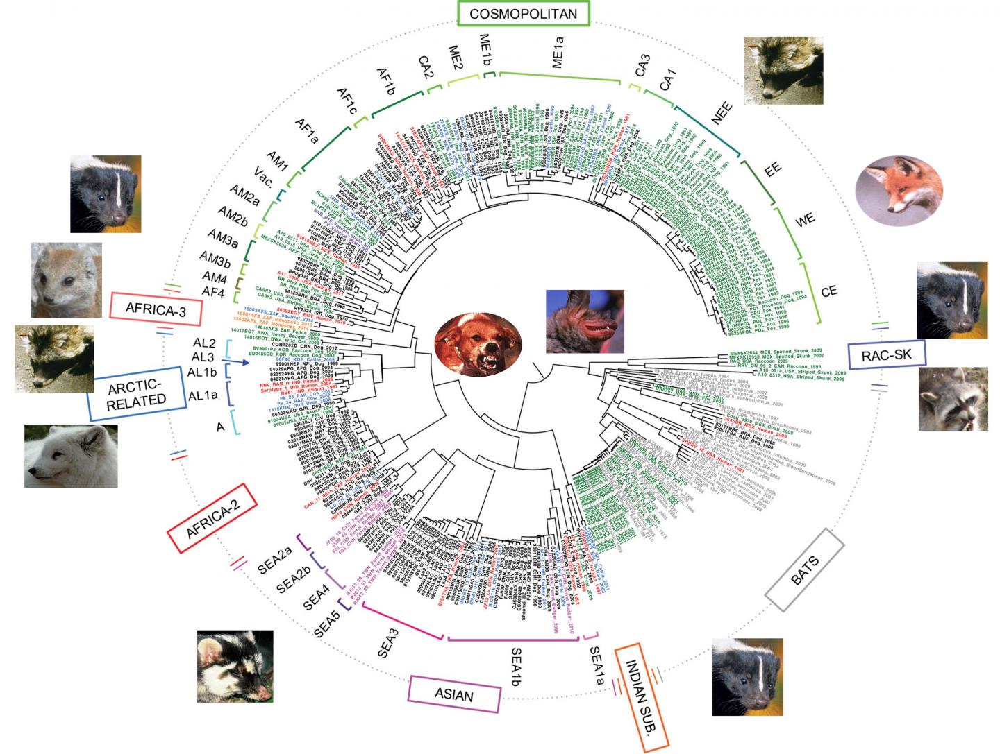 Rabies Virus Diagram