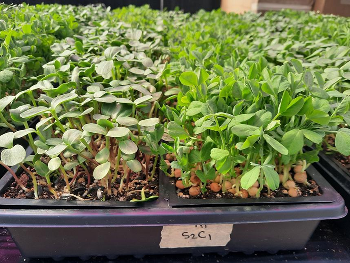Microgreens [IMAGE] | EurekAlert! Science News Releases