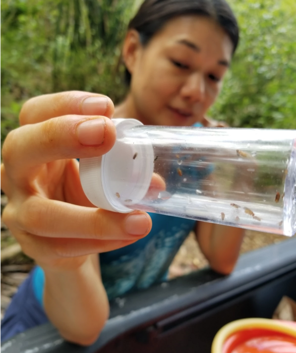 Collecting insects [IMAGE] | EurekAlert! Science News Releases