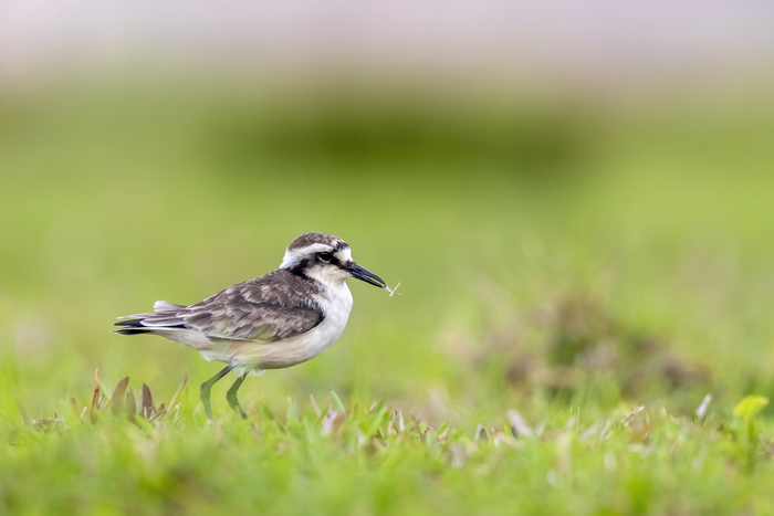 Saint Helena's Plover [IMAGE] | EurekAlert! Science News Releases