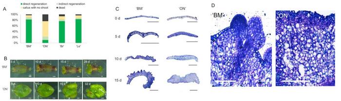 Characterization of direct sho [IMAGE] | EurekAlert! Science News Releases
