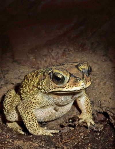 Seven Habits of Highly Effective Toads (2 of | EurekAlert!