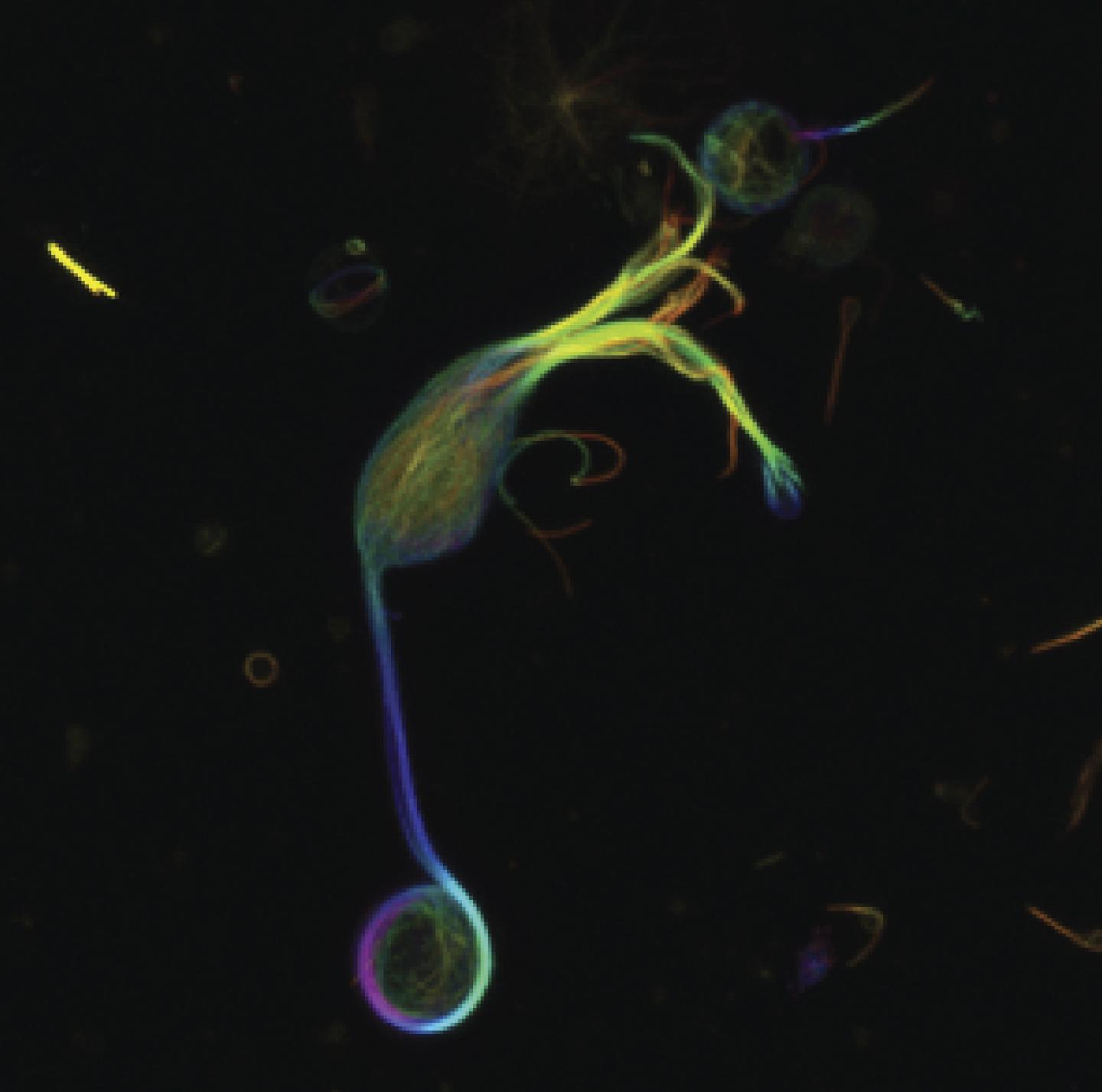 Isolated Goldfish Retinal Bipo [IMAGE] | EurekAlert! Science News Releases