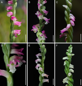 図2. ネジバナ、ナンゴクネジバナ、ハチジョウネジバナの花序 [IMAGE] | EurekAlert! Science News Releases