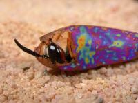 Beewolves protect their offspring with antibi | EurekAlert!