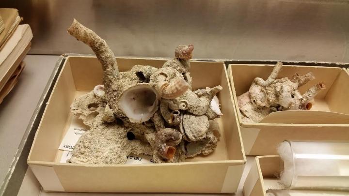 Worm Snail Shell in Museum Col [IMAGE] | EurekAlert! Science News Releases