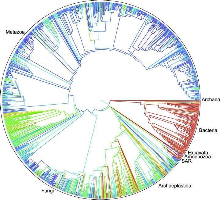 'Tree of life' for 2.3 million species releas | EurekAlert!