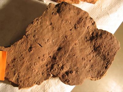 Funisia dorothea (2 of [IMAGE] | EurekAlert! Science News Releases