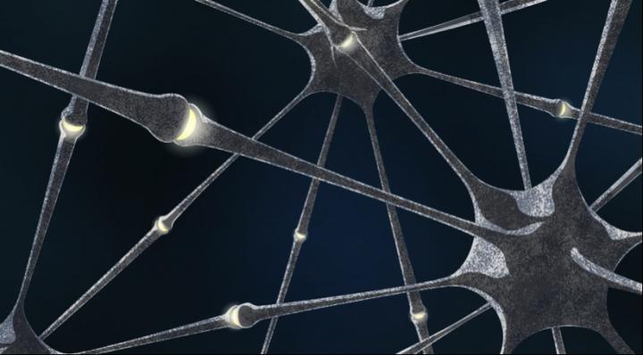 Neuron Connections [IMAGE] | EurekAlert! Science News Releases