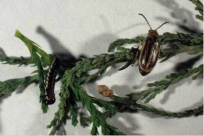 Tamarisk biocontrol efforts get evolutionary | EurekAlert!