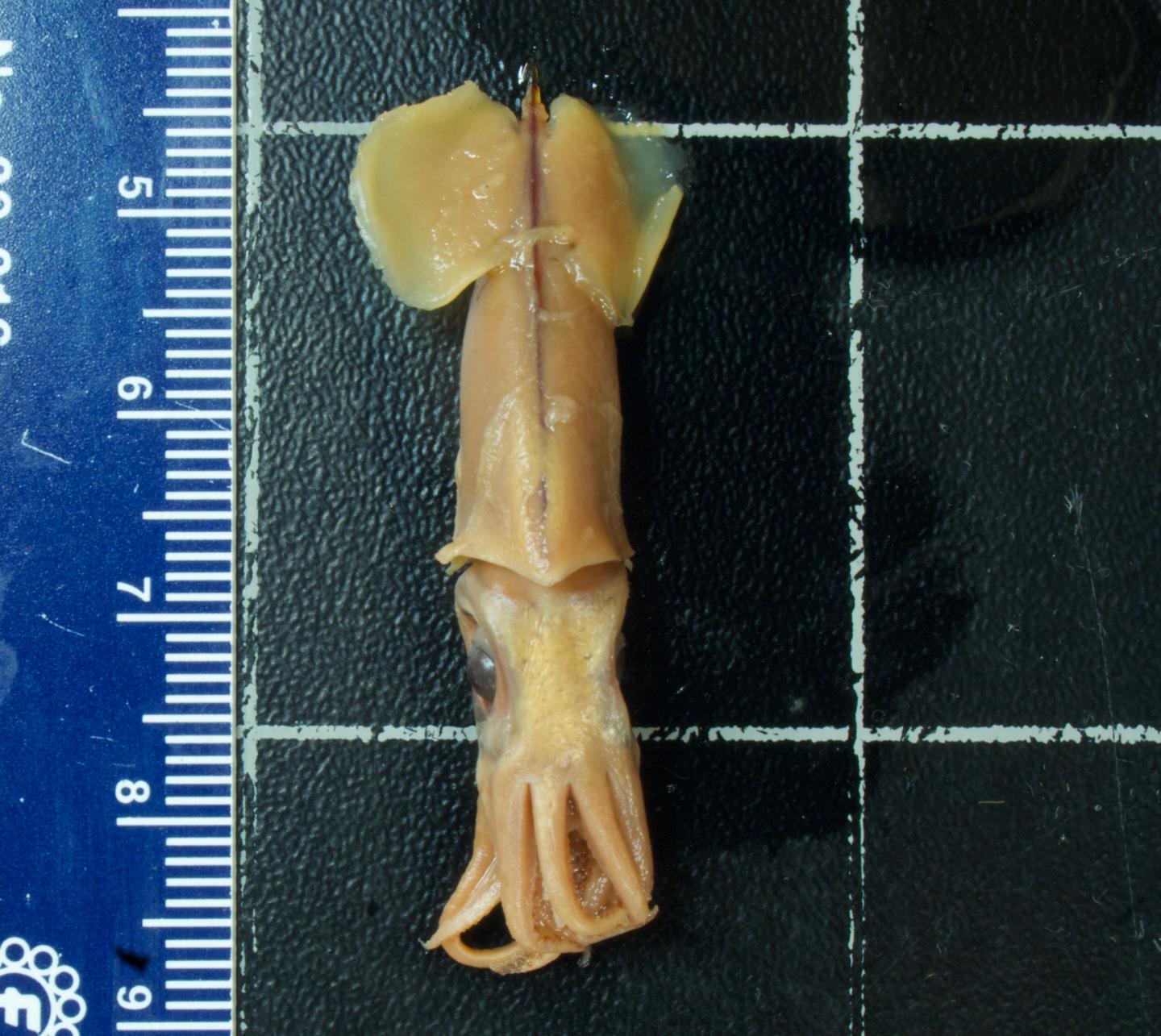 How to catch a small squid? First records for | EurekAlert!