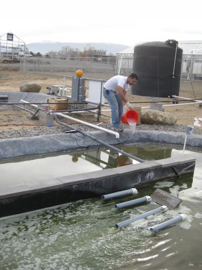 Success for first outdoor, large-scale algae- | EurekAlert!