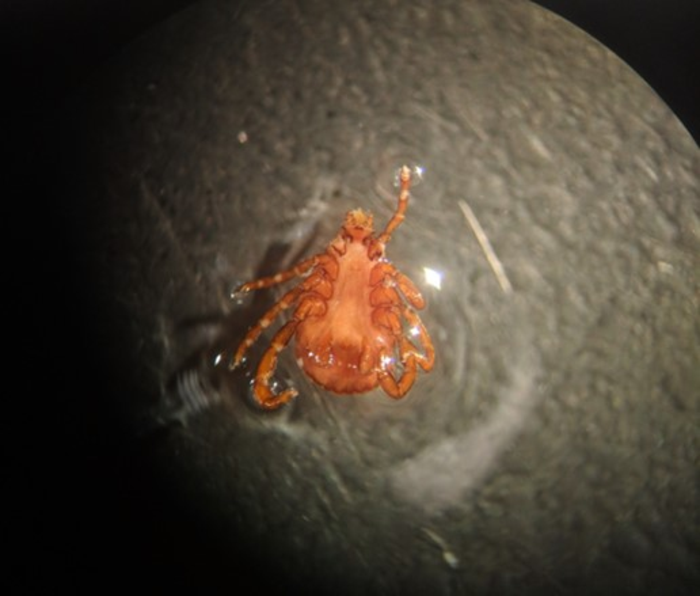 Study reveals how deadly tick disease spreads | EurekAlert!
