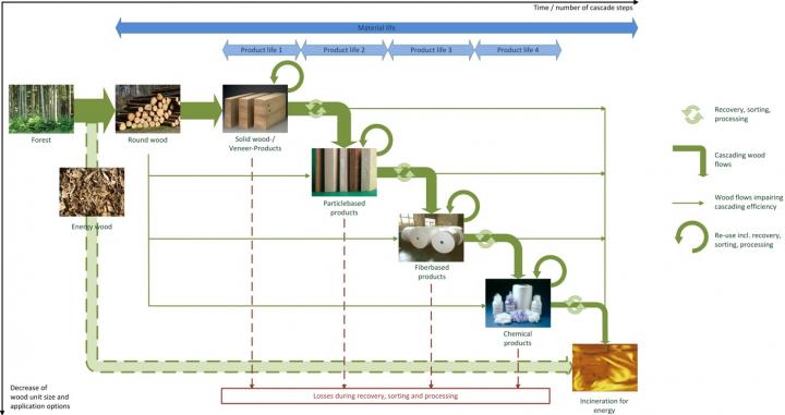 Cascading use is also beneficial for wood | EurekAlert!
