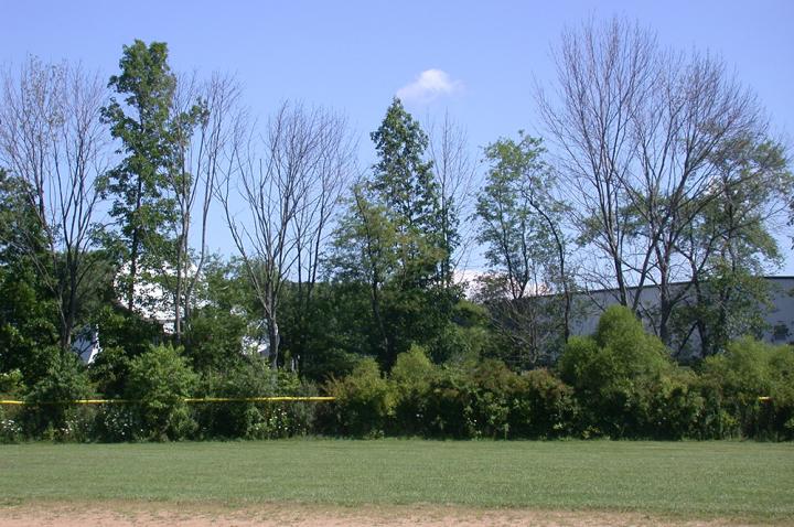 Ash Crown Thinning and Dieback [IMAGE] | EurekAlert! Science News Releases