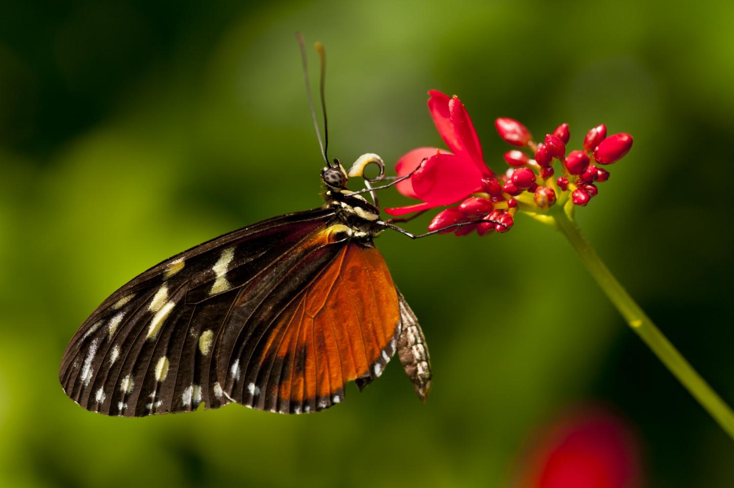 Butterflies and plants evolved in sync, but m | EurekAlert!