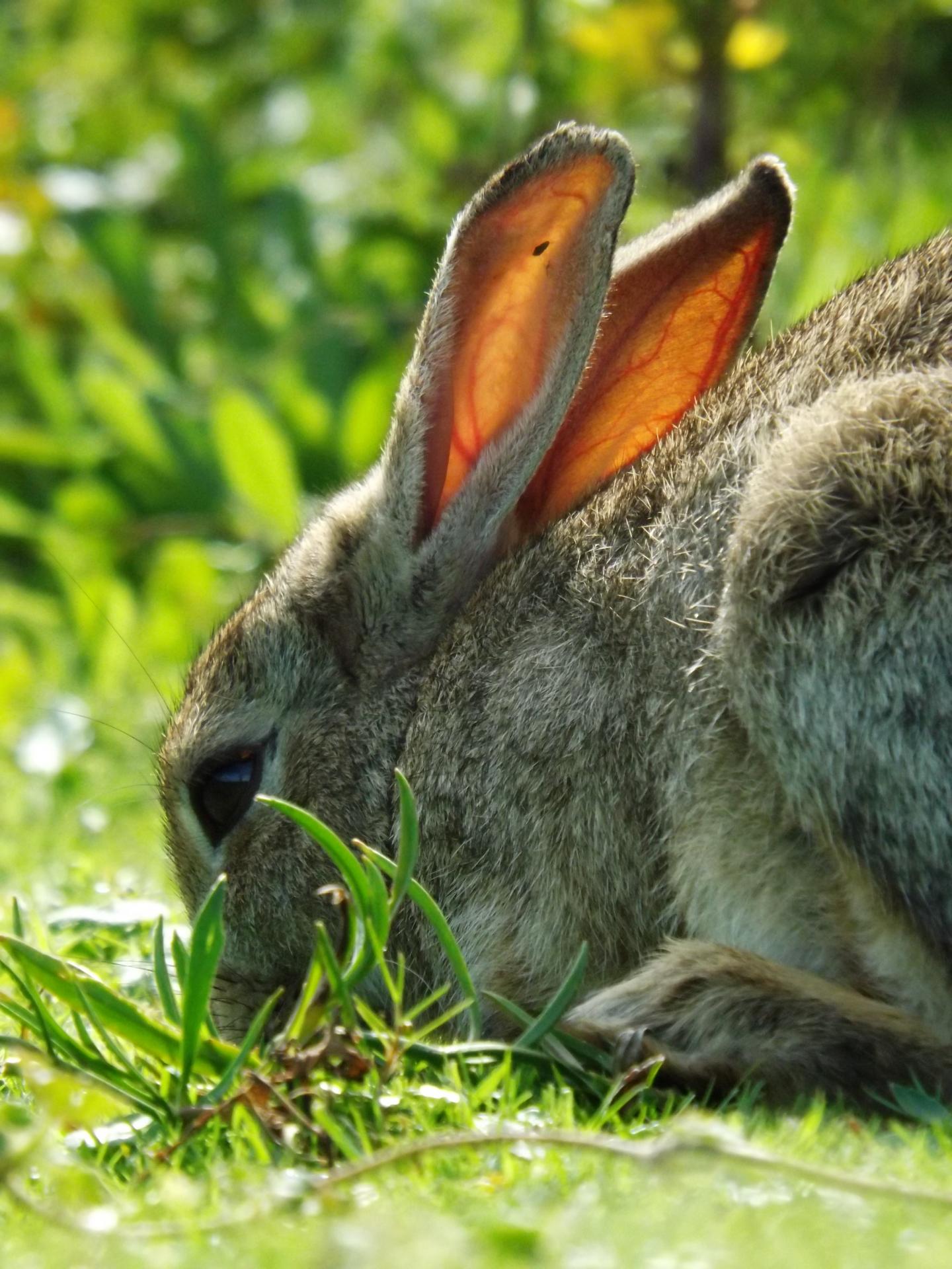 Rabbits like to eat plants with lots of DNA | EurekAlert!