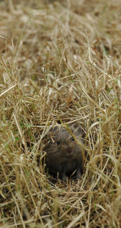 Continent-Wide Look at Vole Populations (6 of | EurekAlert!