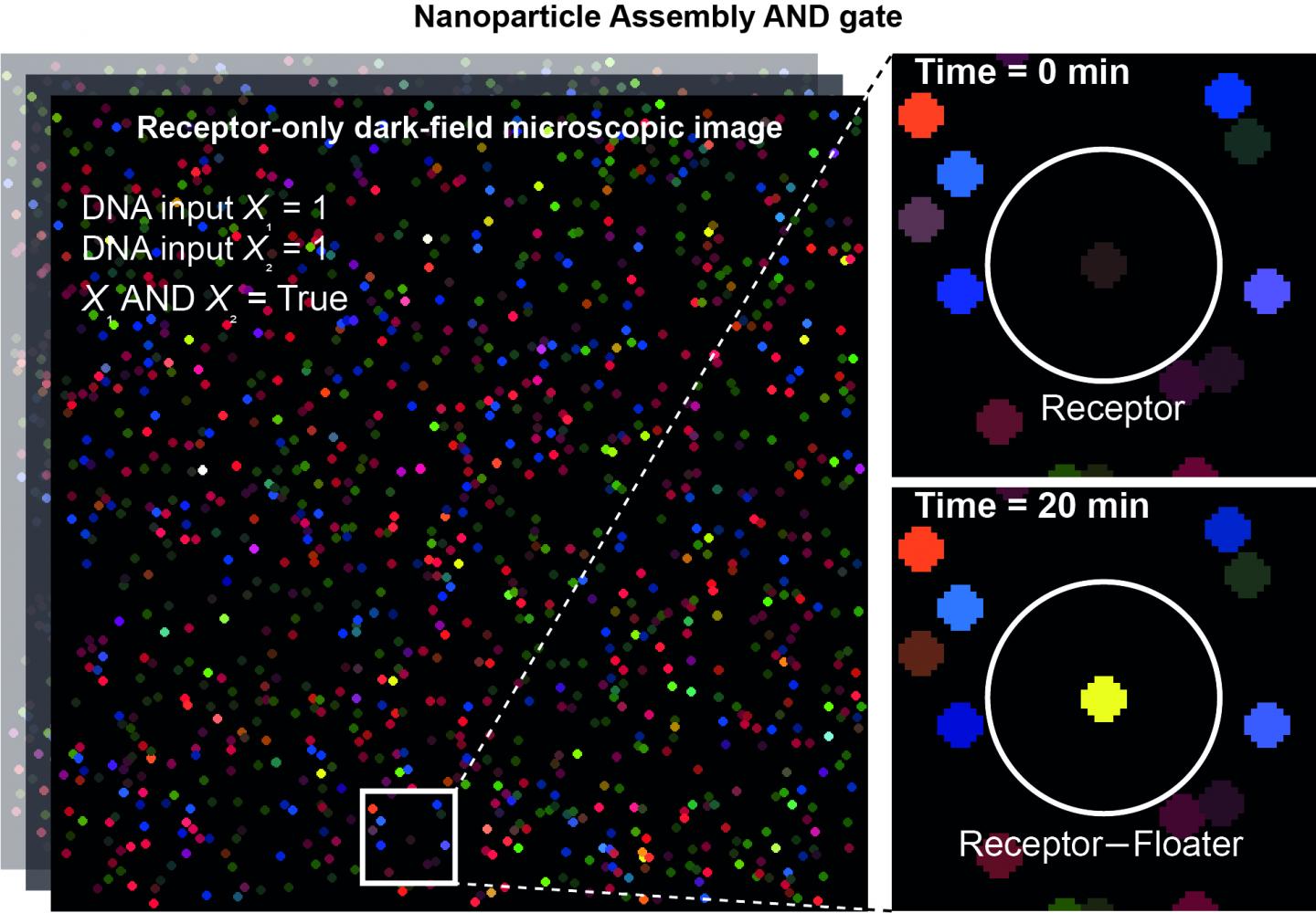 Dark-field Microscopic Analysi [IMAGE] | EurekAlert! Science News Releases