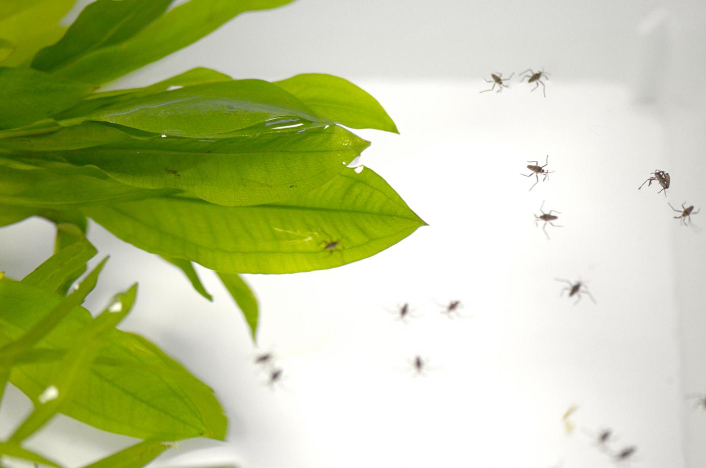 The evolution of fan-propelled water strider | EurekAlert!