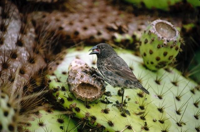 Common Cactus Finch [IMAGE] | EurekAlert! Science News Releases