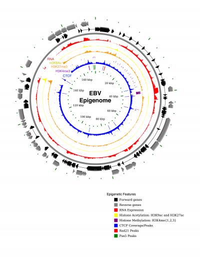 The EBV Epigenome [IMAGE] | EurekAlert! Science News Releases