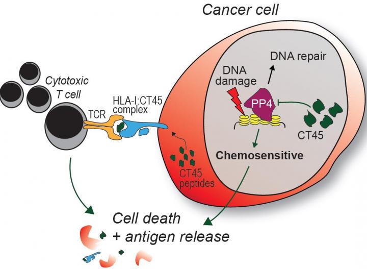Graphical Abstract: Cancer Cel [IMAGE] | EurekAlert! Science News Releases