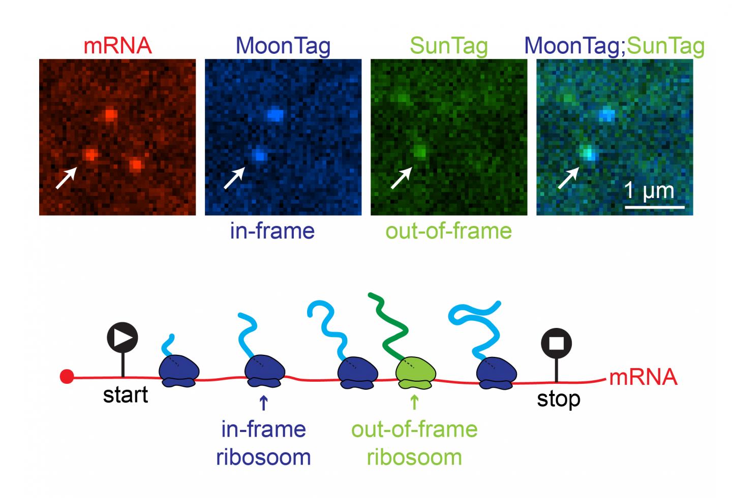 In-Frame and Out-Of-Frame Tran [IMAGE] | EurekAlert! Science News Releases