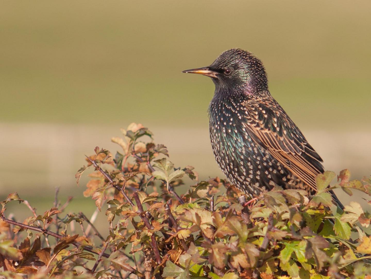 Drowned starlings puzzle scientists | EurekAlert!
