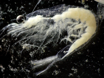 Krill [IMAGE] | EurekAlert! Science News Releases