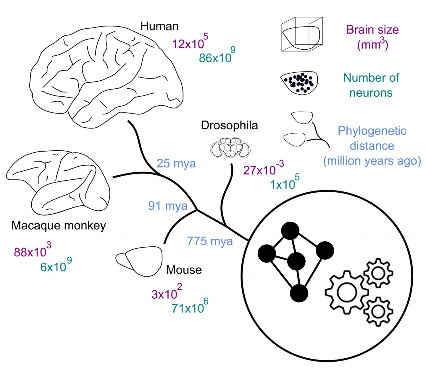 Spatiotemporal Ontogeny of Brain Wiring (1 of | EurekAlert!