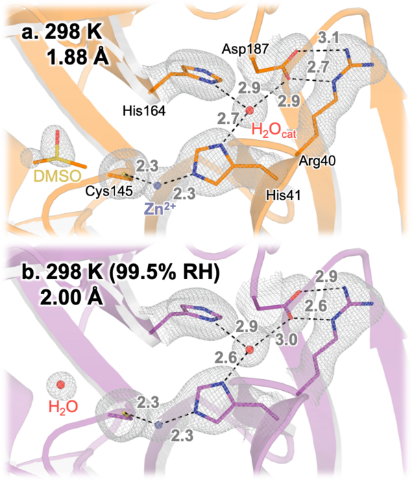 Mpro enzyme active site at dif [IMAGE] | EurekAlert! Science News Releases