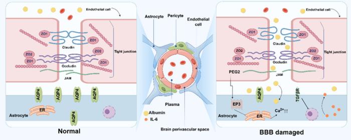 Endothelial cell, astrocyte, a [IMAGE] | EurekAlert! Science News Releases